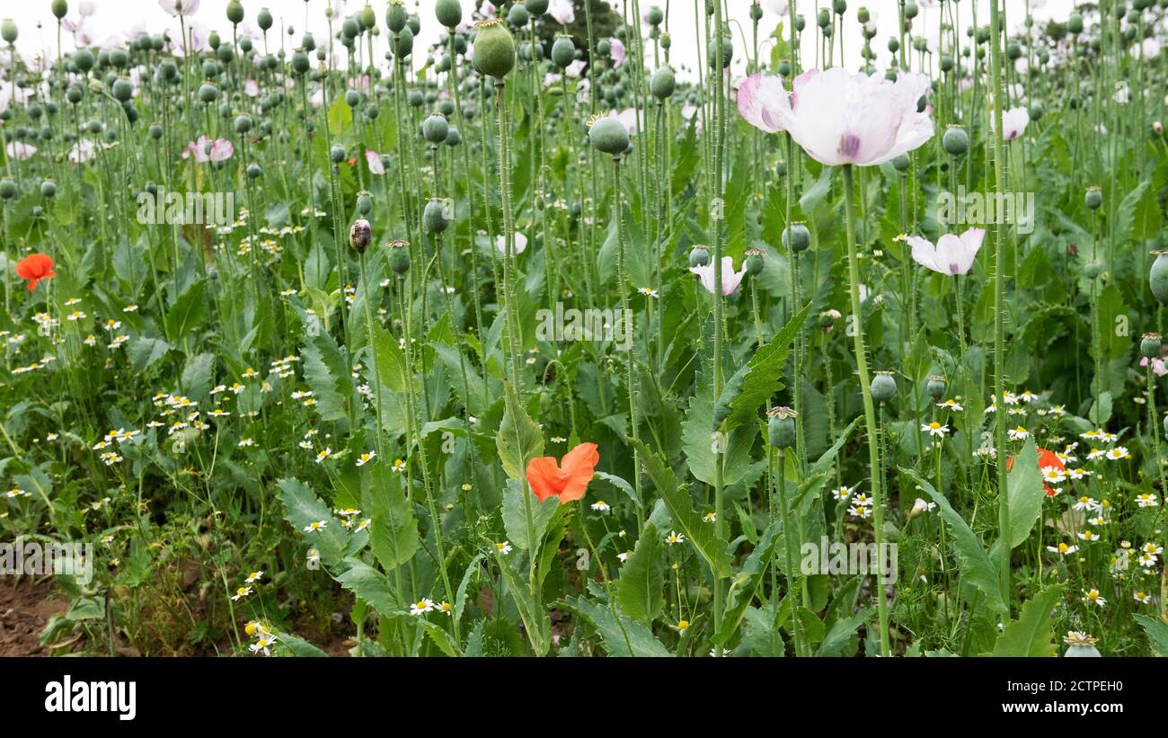 Opium popped are grown in UK and here are some farmed in Oxfordshire ...
