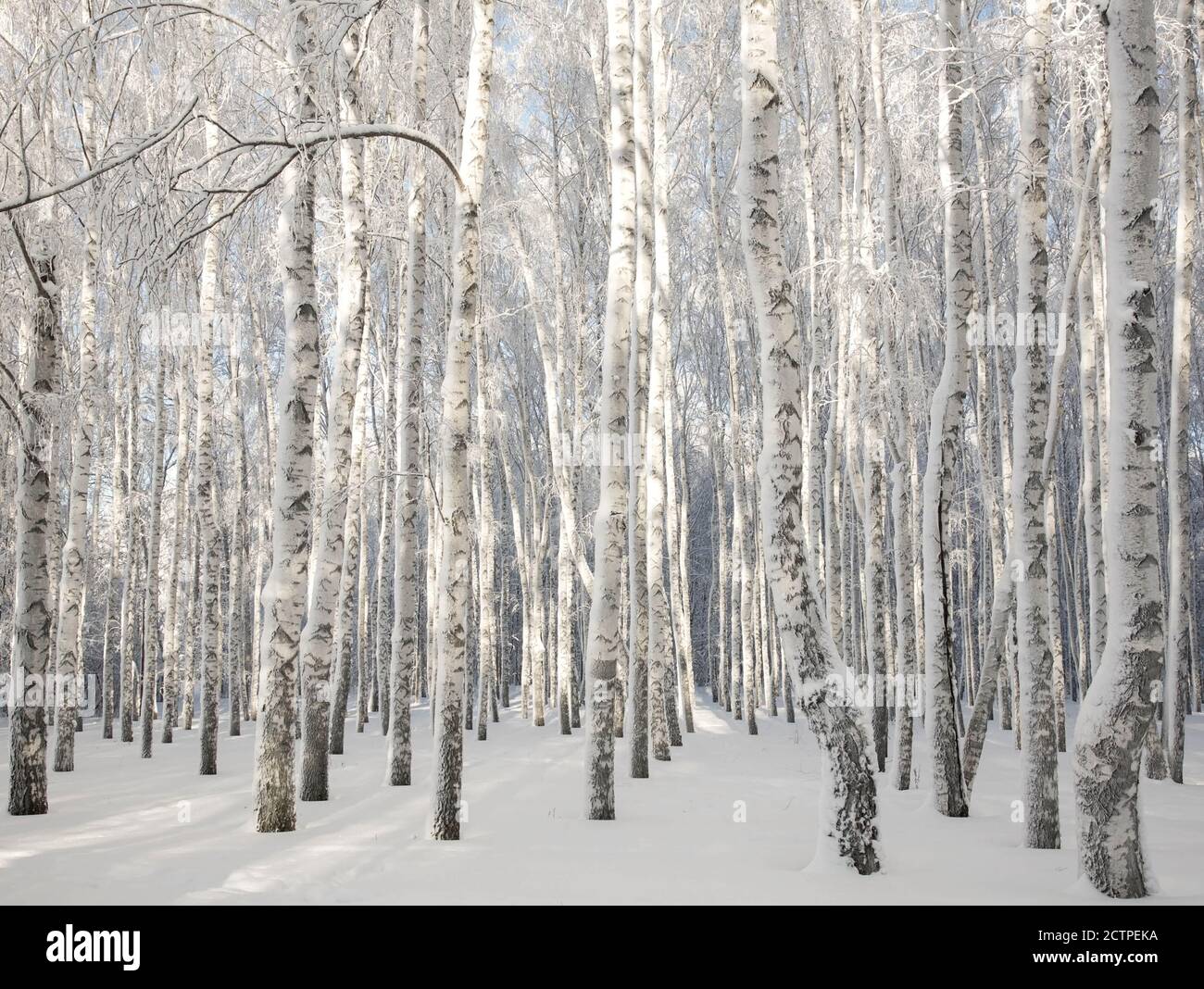 Winter sunny birch forest with snowy trees Stock Photo - Alamy