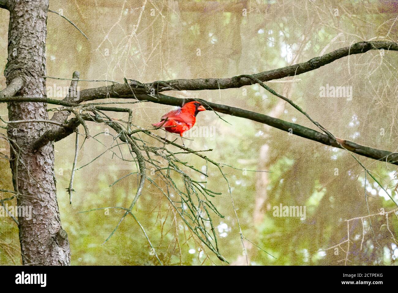 Cardinal feathers hi-res stock photography and images - Alamy