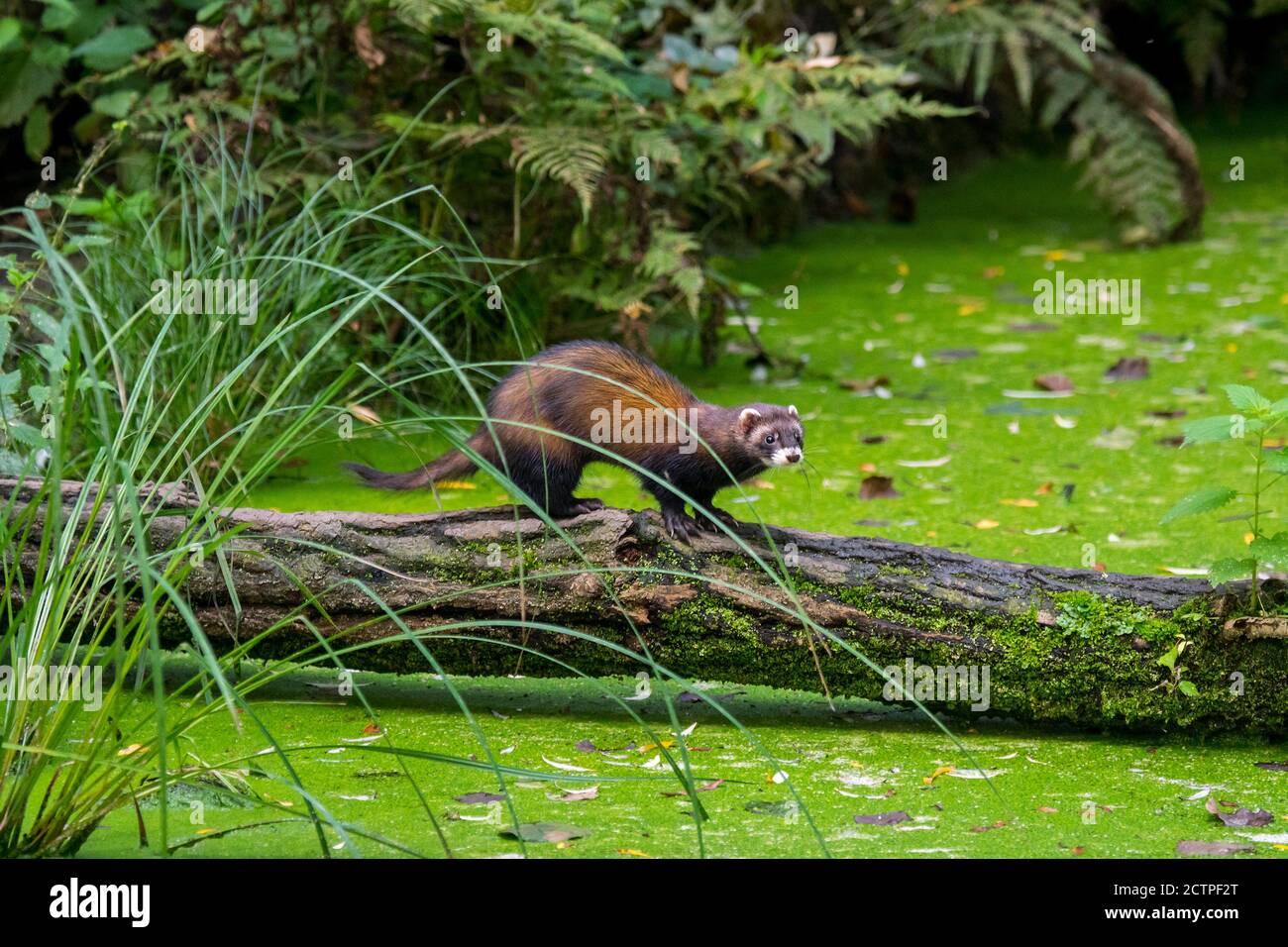 Mustelids hi-res stock photography and images - Alamy