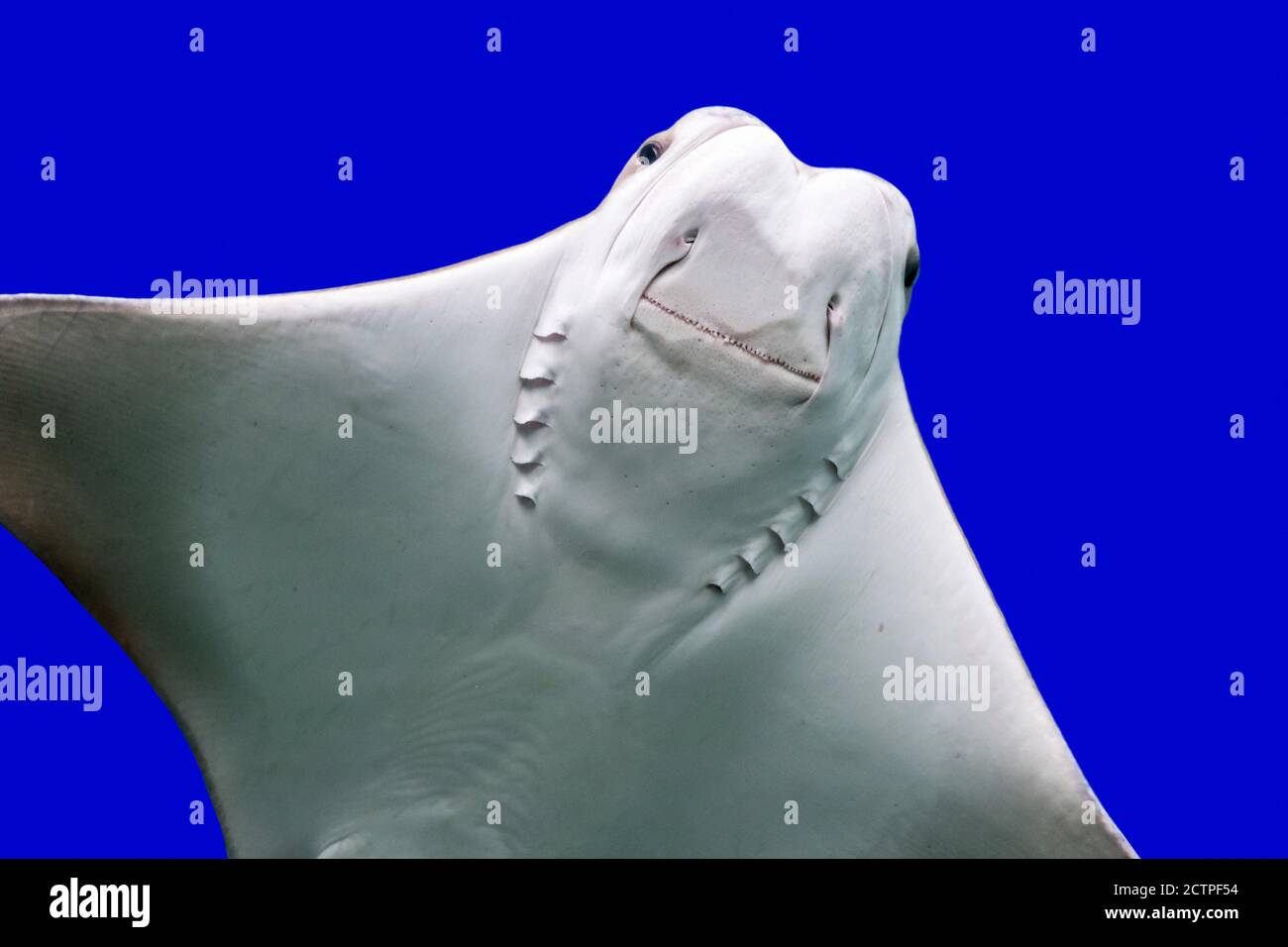 Cownose ray hi-res stock photography and images - Alamy