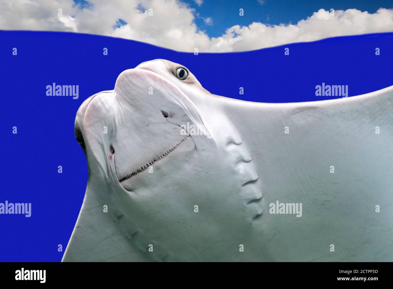 Rays fish hi-res stock photography and images - Alamy