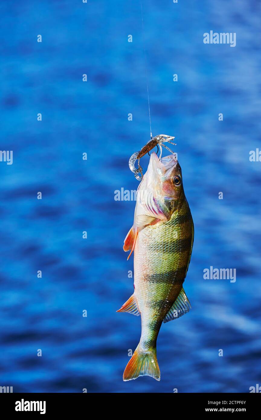 Bait preparation hi-res stock photography and images - Alamy