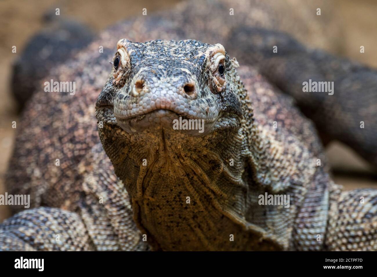 Komodo dragon / Komodo monitor (Varanus komodoensis), giant lizard ...