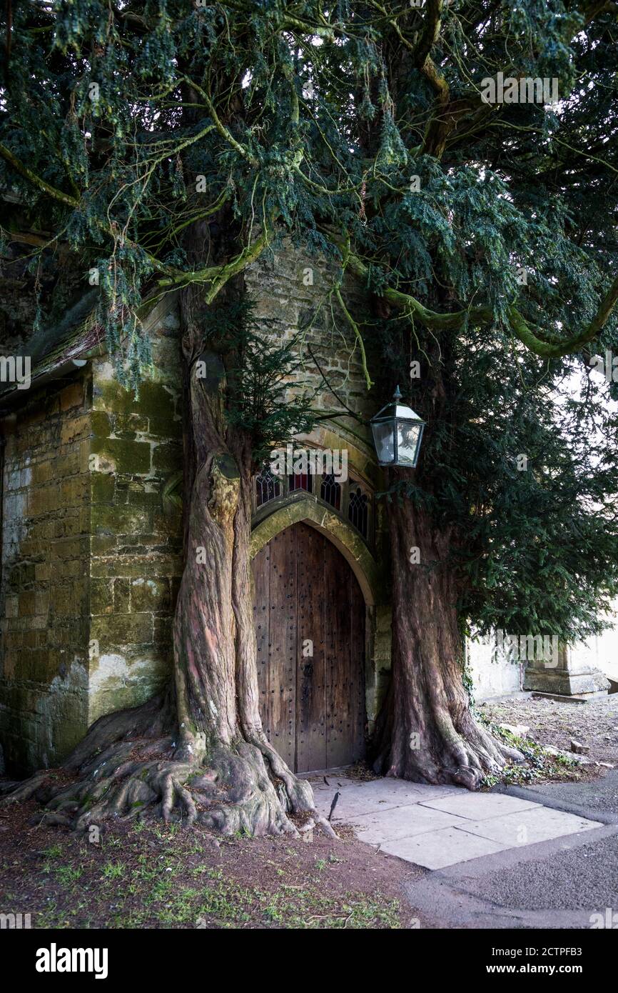 Two ancient Yew trees growing either side of the door to St Edward's ...