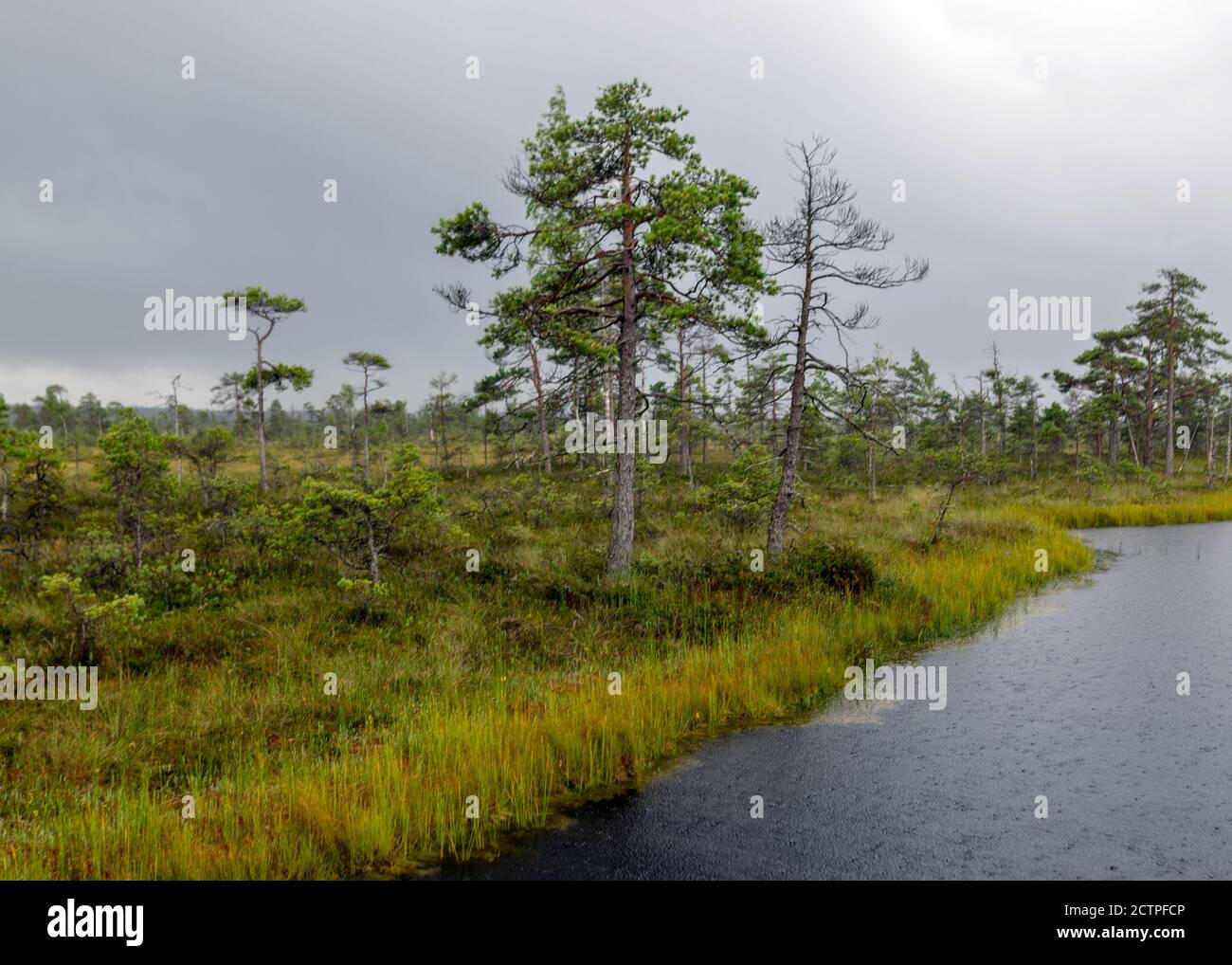 Rainy and gloomy day in the bog, texture of raindrops on the surface of ...