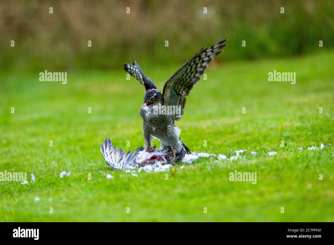 Sparrowhawk eating its prey of a wood pigeon on a garden lawn, Surrey ...