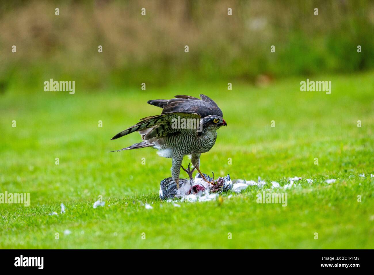 Sparrowhawk eating its prey of a wood pigeon on a garden lawn, Surrey ...