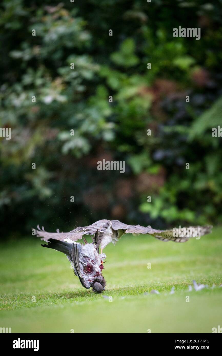 Sparrowhawk eating its prey of a wood pigeon on a garden lawn, Surrey ...