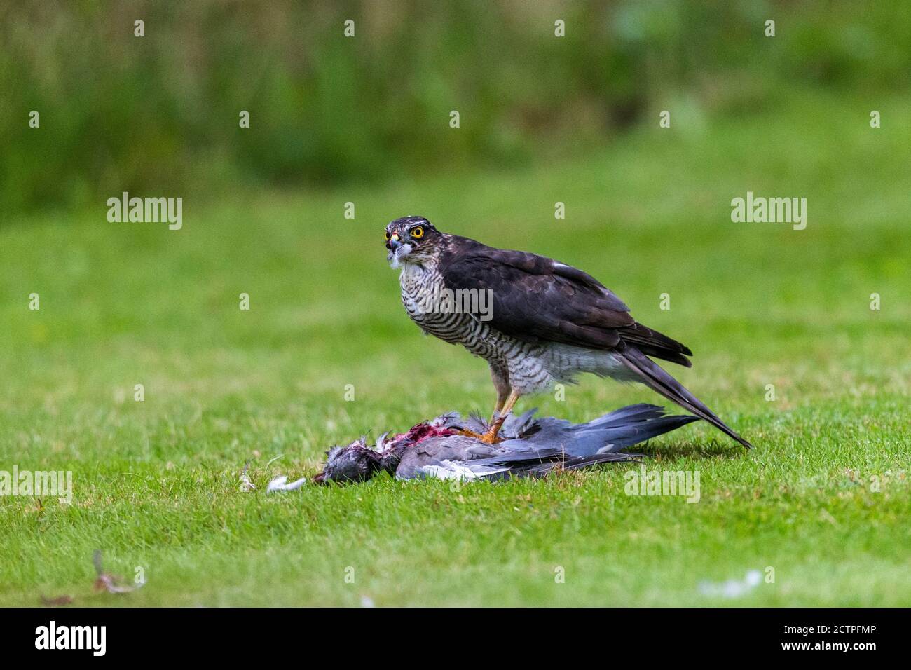 Sparrowhawk eating its prey of a wood pigeon on a garden lawn, Surrey ...