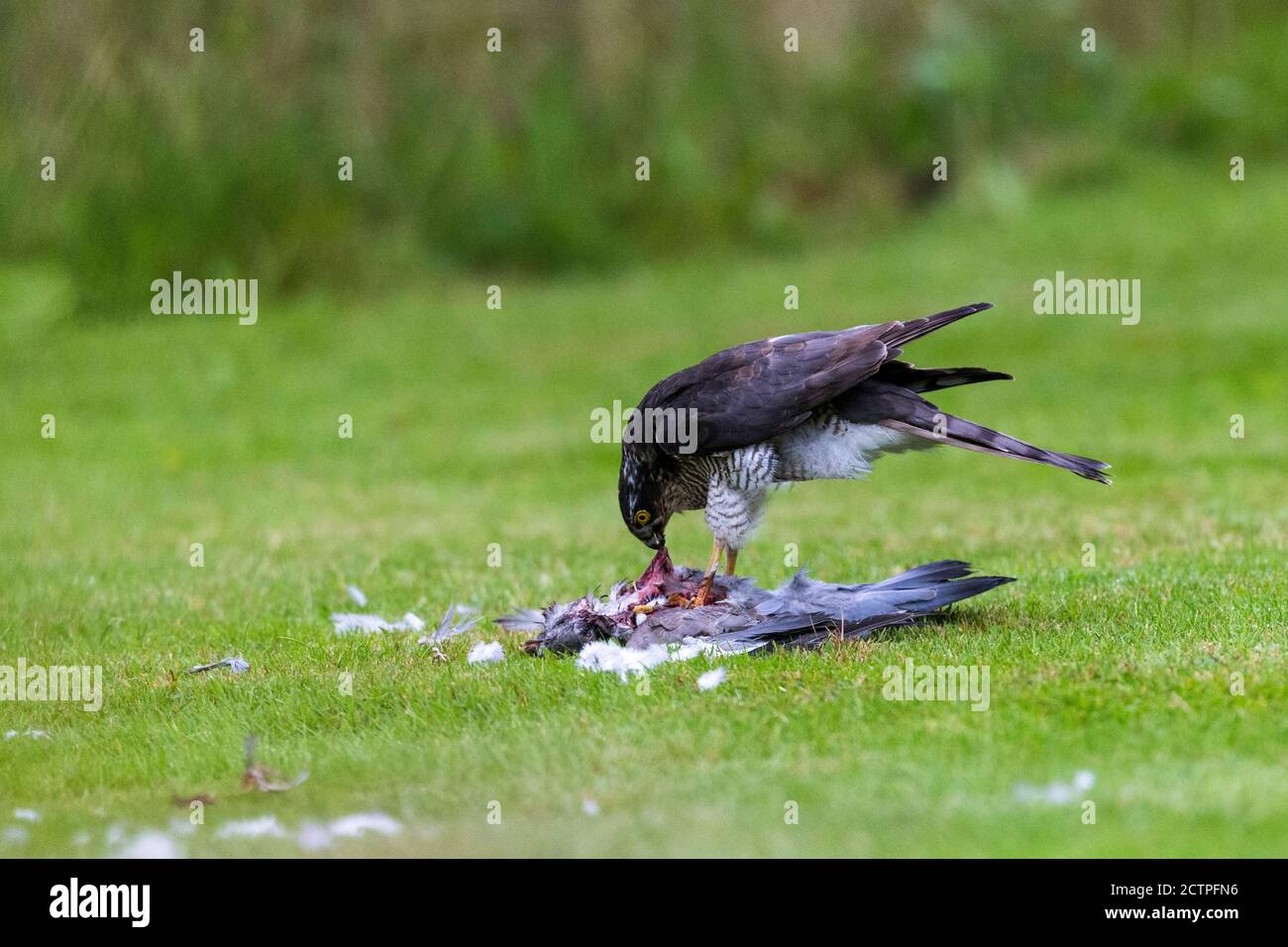 Sparrowhawk eating its prey of a wood pigeon on a garden lawn, Surrey ...