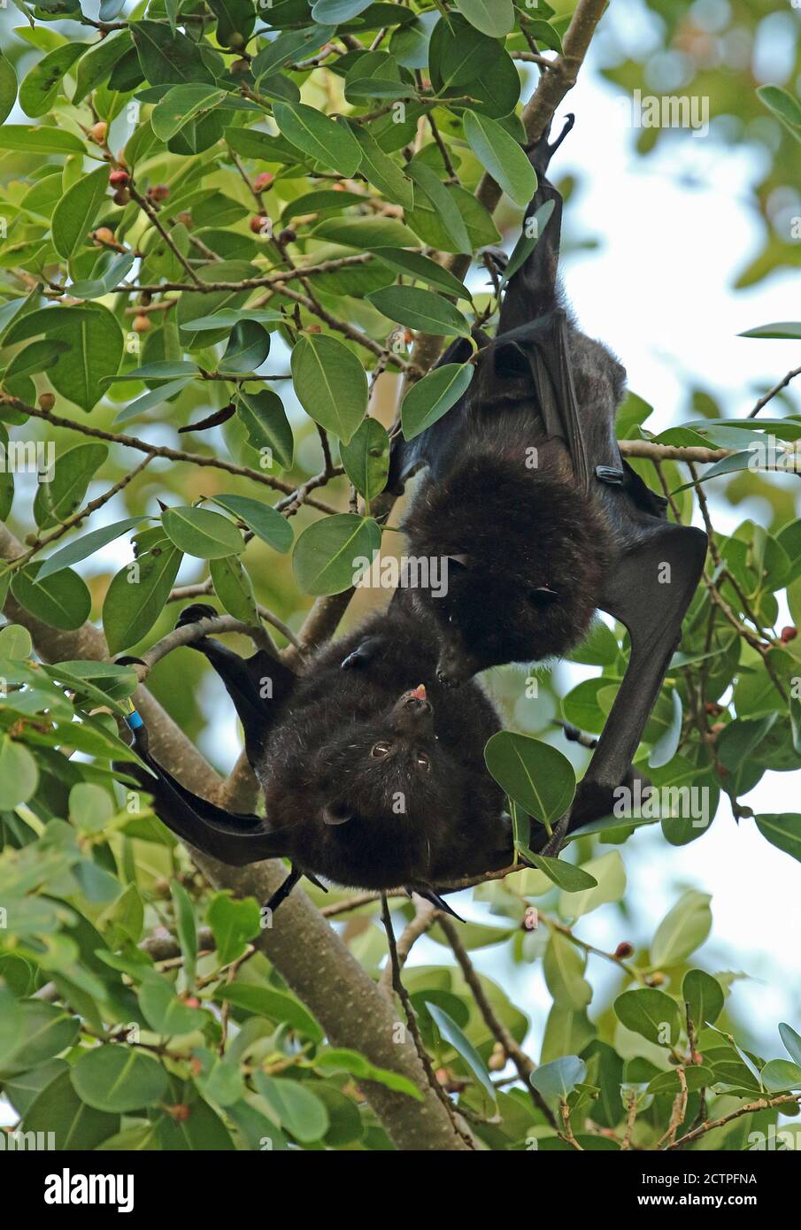 Christmas Island Flying-fox (Pteropus natalis) pair courting in ...