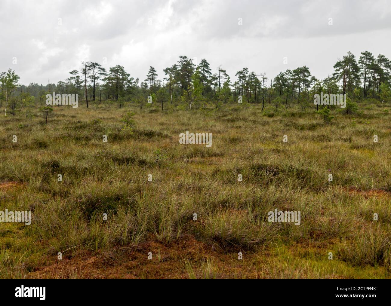 Rainy and gloomy day in the bog, traditional bog landscape with wet ...