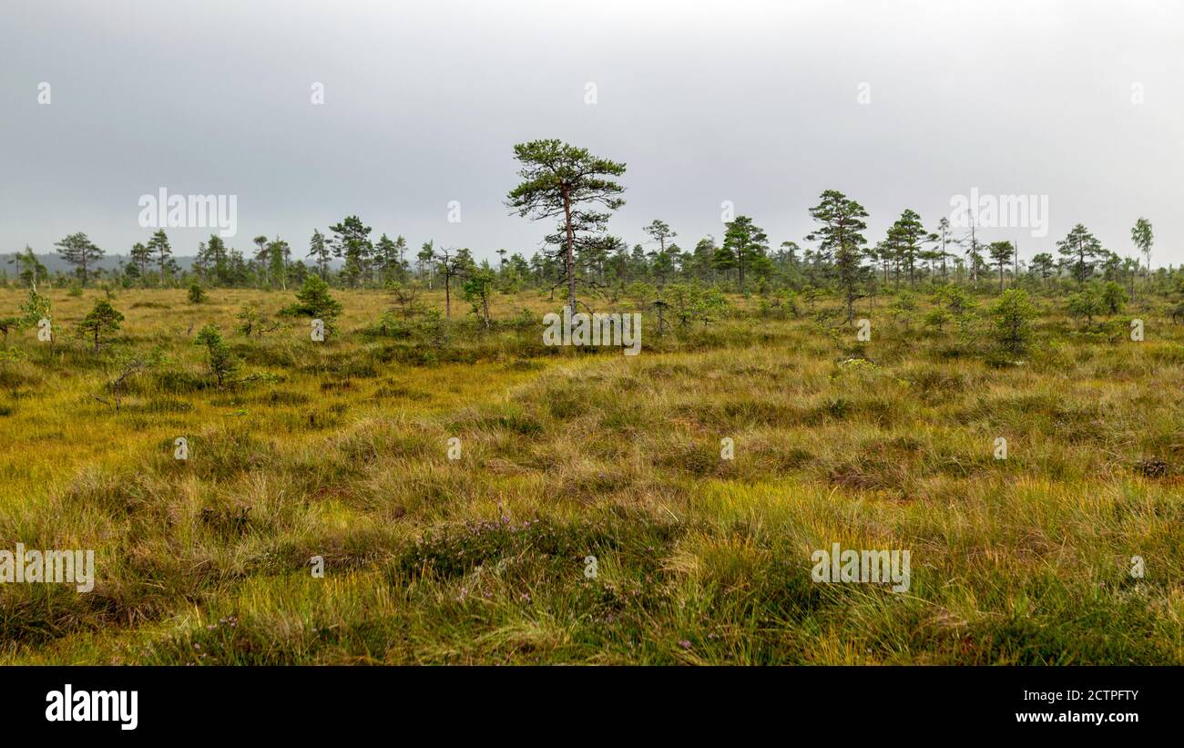 Rainy and gloomy day in the bog, traditional bog landscape with wet ...