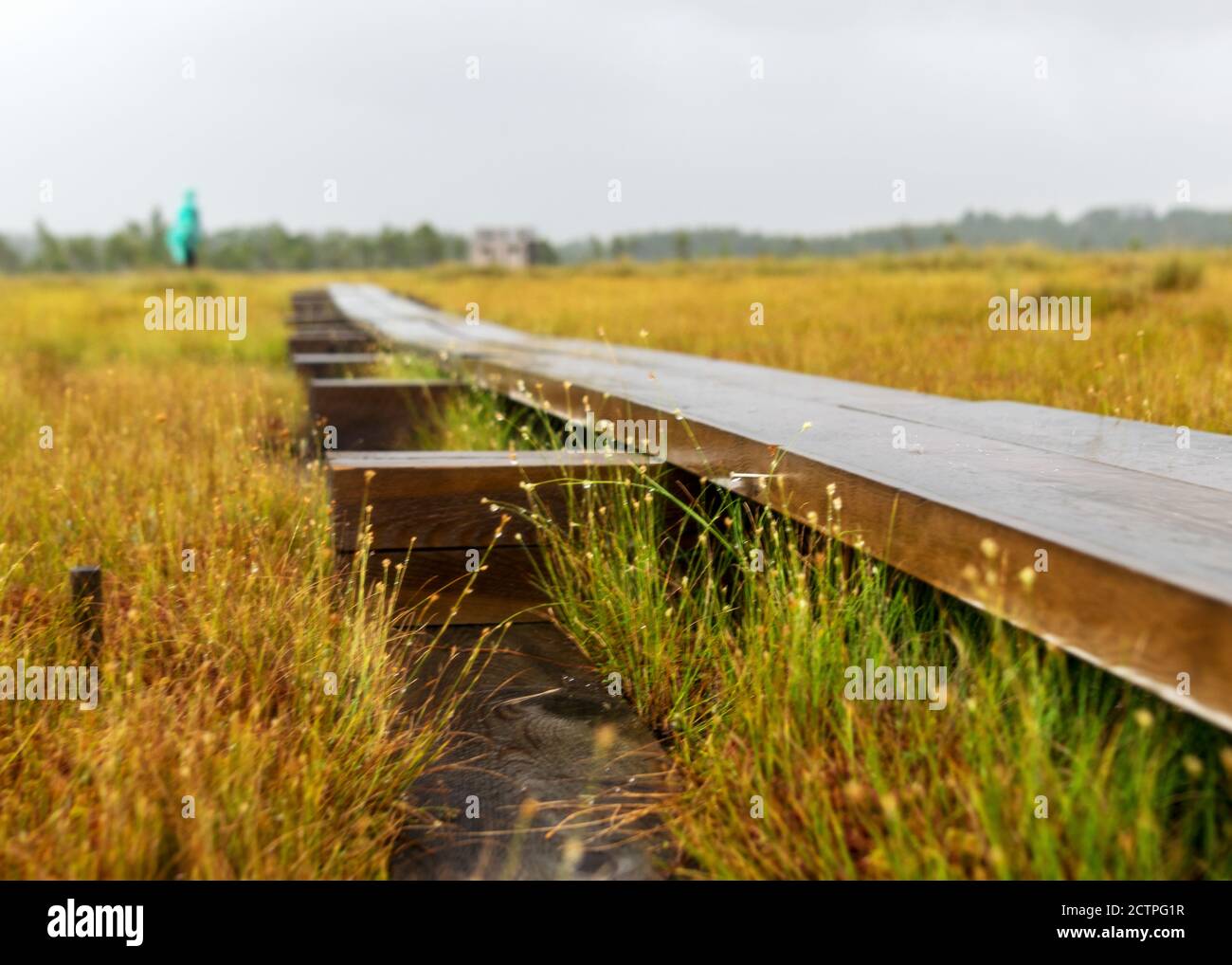 Rainy and gloomy day in the swamp, wooden bridge over the swamp ditch ...