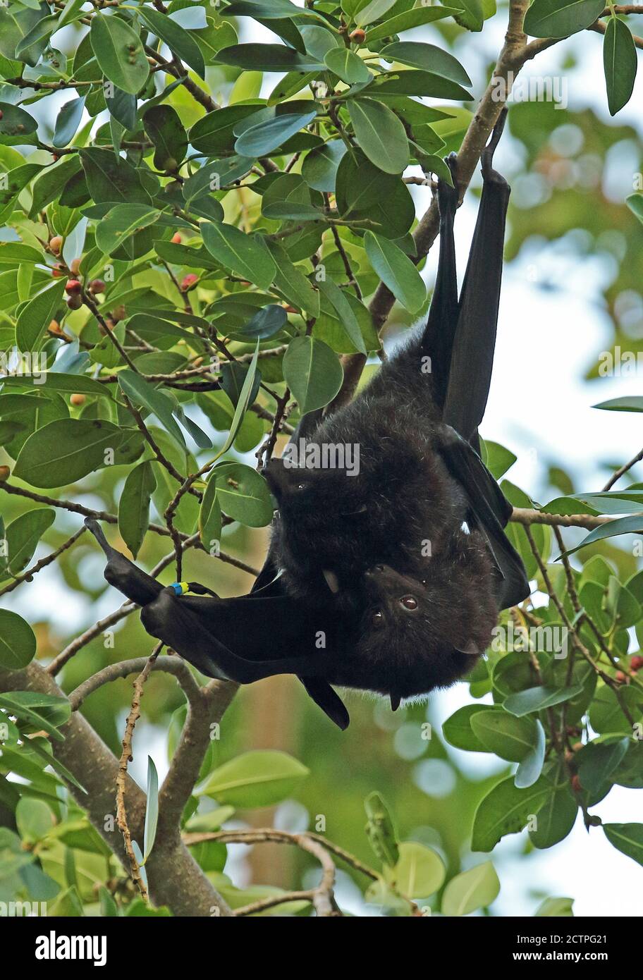 Foxes mating hi-res stock photography and images - Alamy