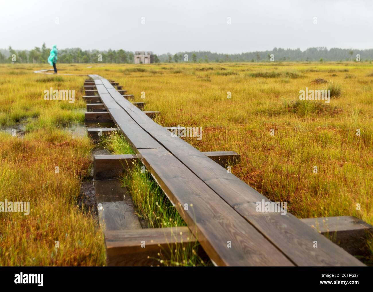 traditional bog landscape with wet trees, grass and bog moss during ...