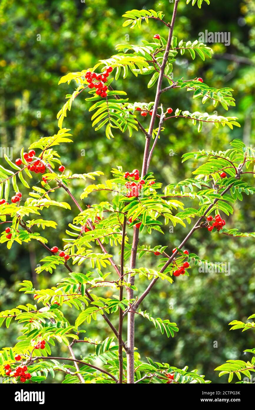 Red berry tree hi-res stock photography and images - Alamy