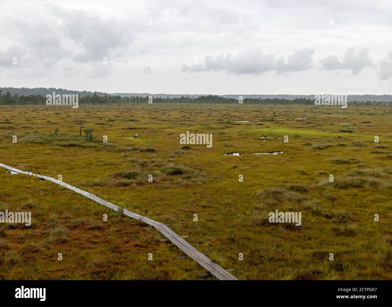 traditional bog landscape with wet trees, grass and bog moss during ...