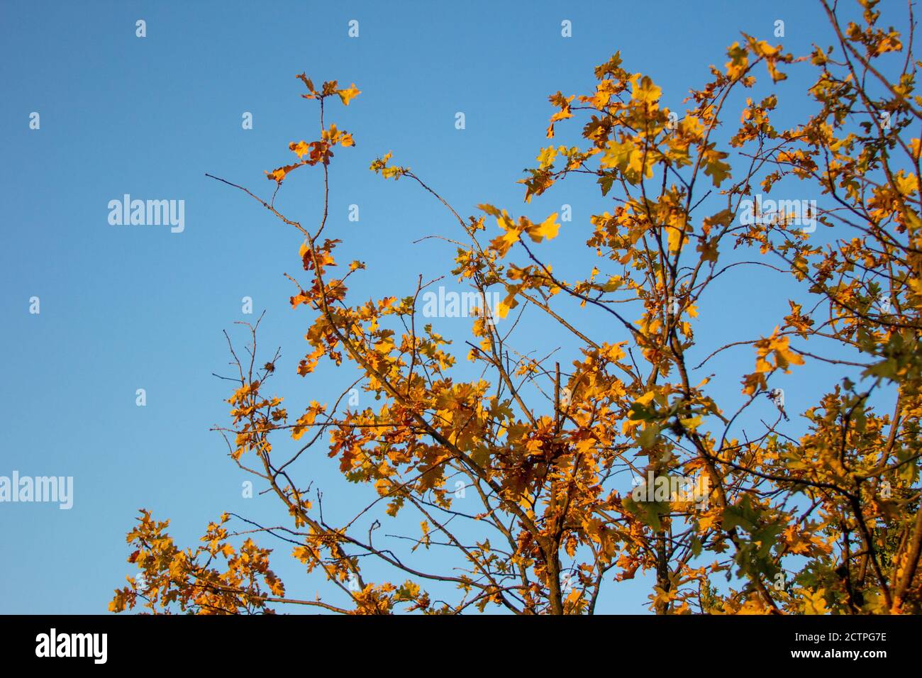 Tree bright yellow autumn hi-res stock photography and images - Alamy