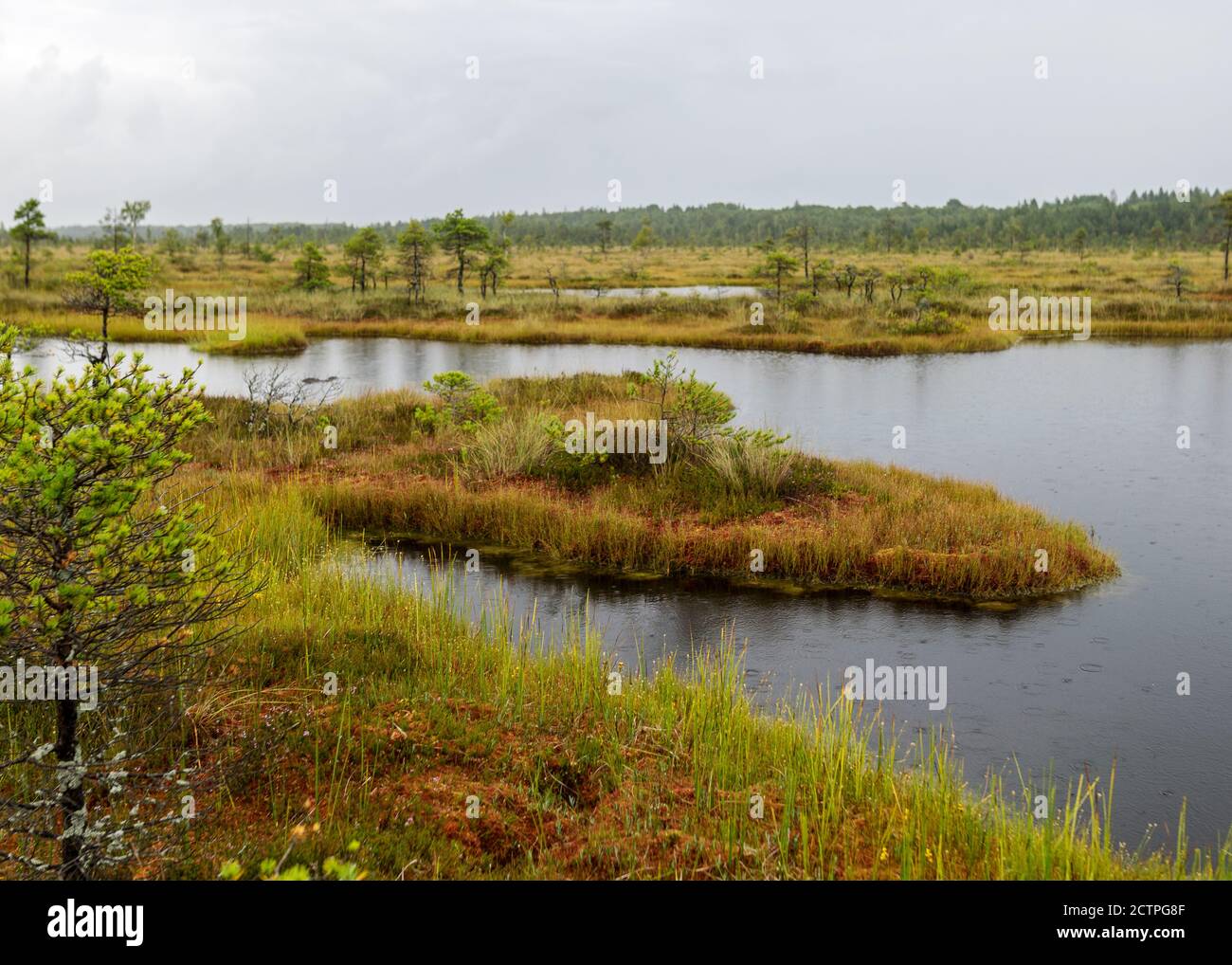 Rainy and gloomy day in the bog, texture of raindrops on the surface of ...