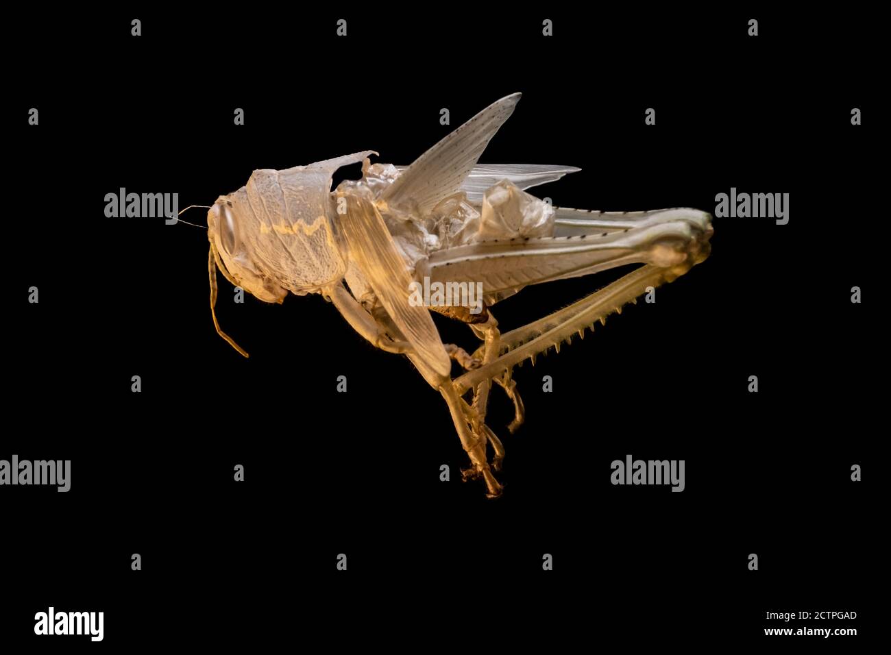 Grasshopper shedding its skin hi-res stock photography and images - Alamy