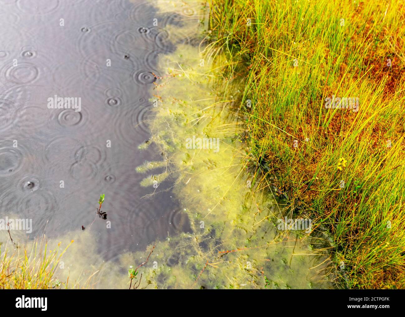 traditional bog vegetation with grass, mosses and lichens in the rain ...