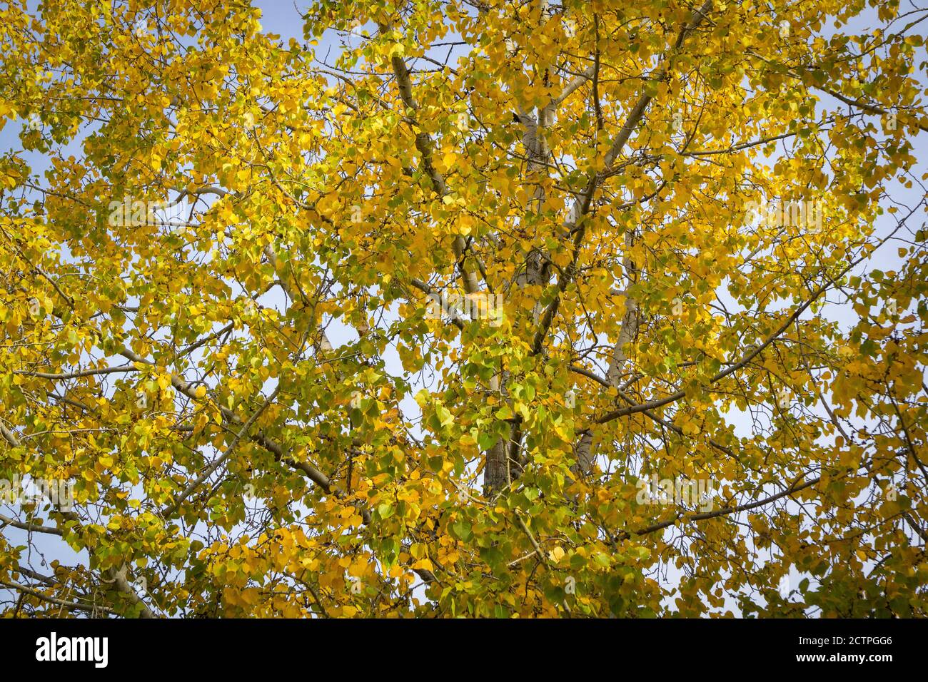 Autumn leaves Calgary Alberta Stock Photo - Alamy