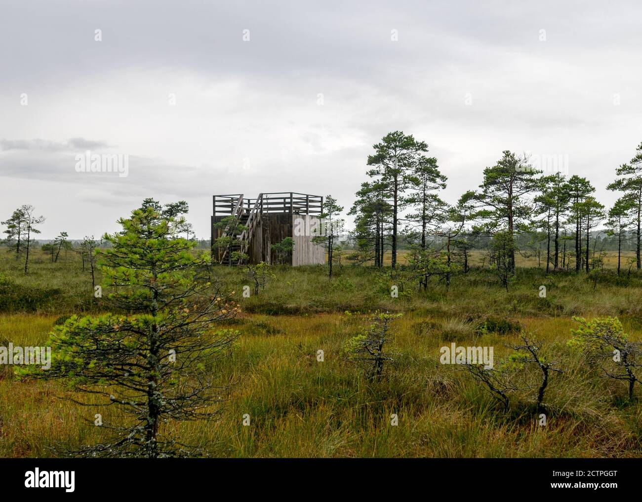 traditional bog landscape with wet trees, grass and bog moss in the ...