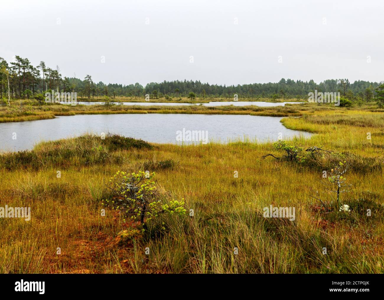 Rainy and gloomy day in the bog, traditional bog landscape with wet ...