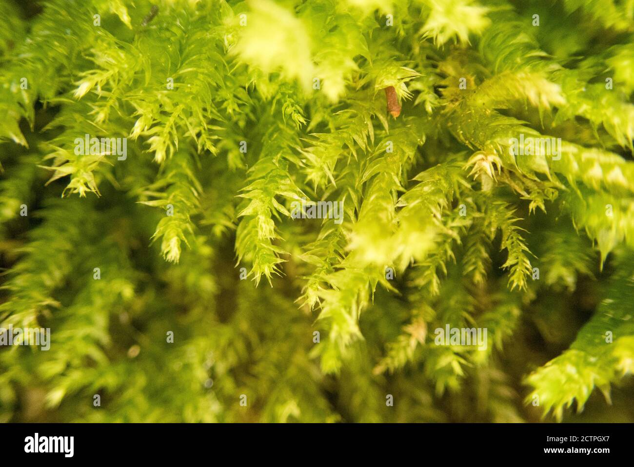 Anomodon attenuatus hi-res stock photography and images - Alamy