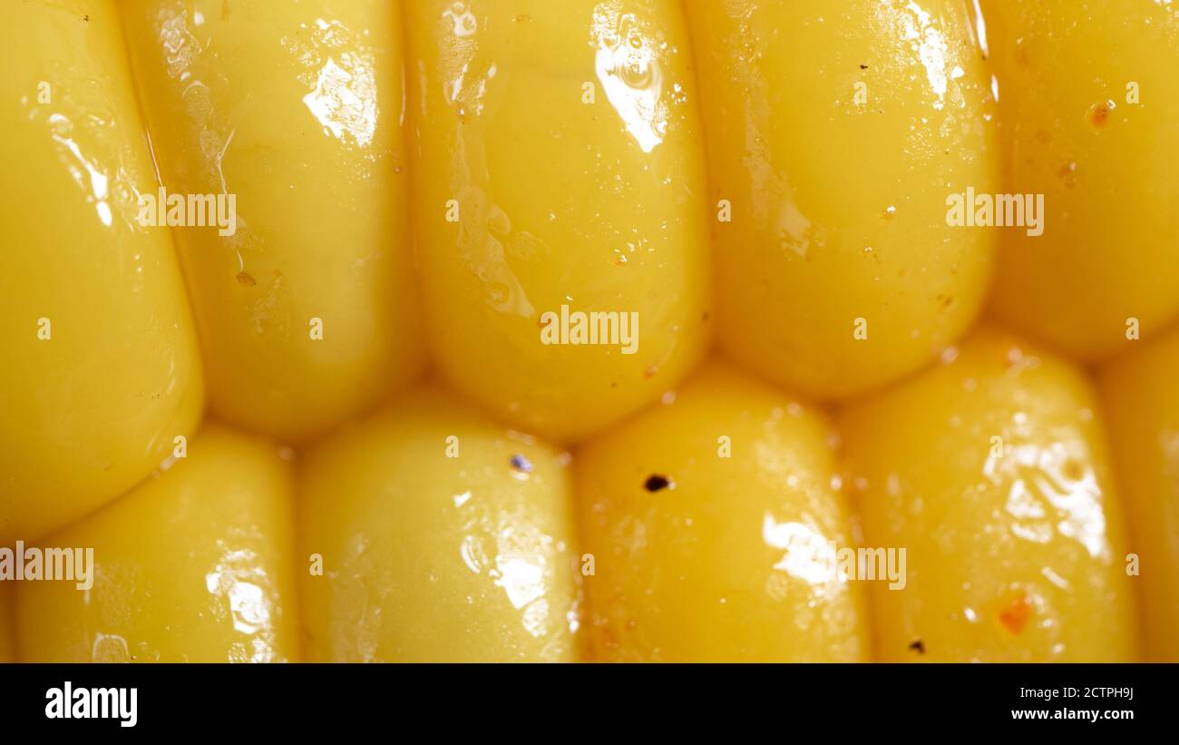 Delicious corn on the cob captured in an extreme close up. The brightly ...