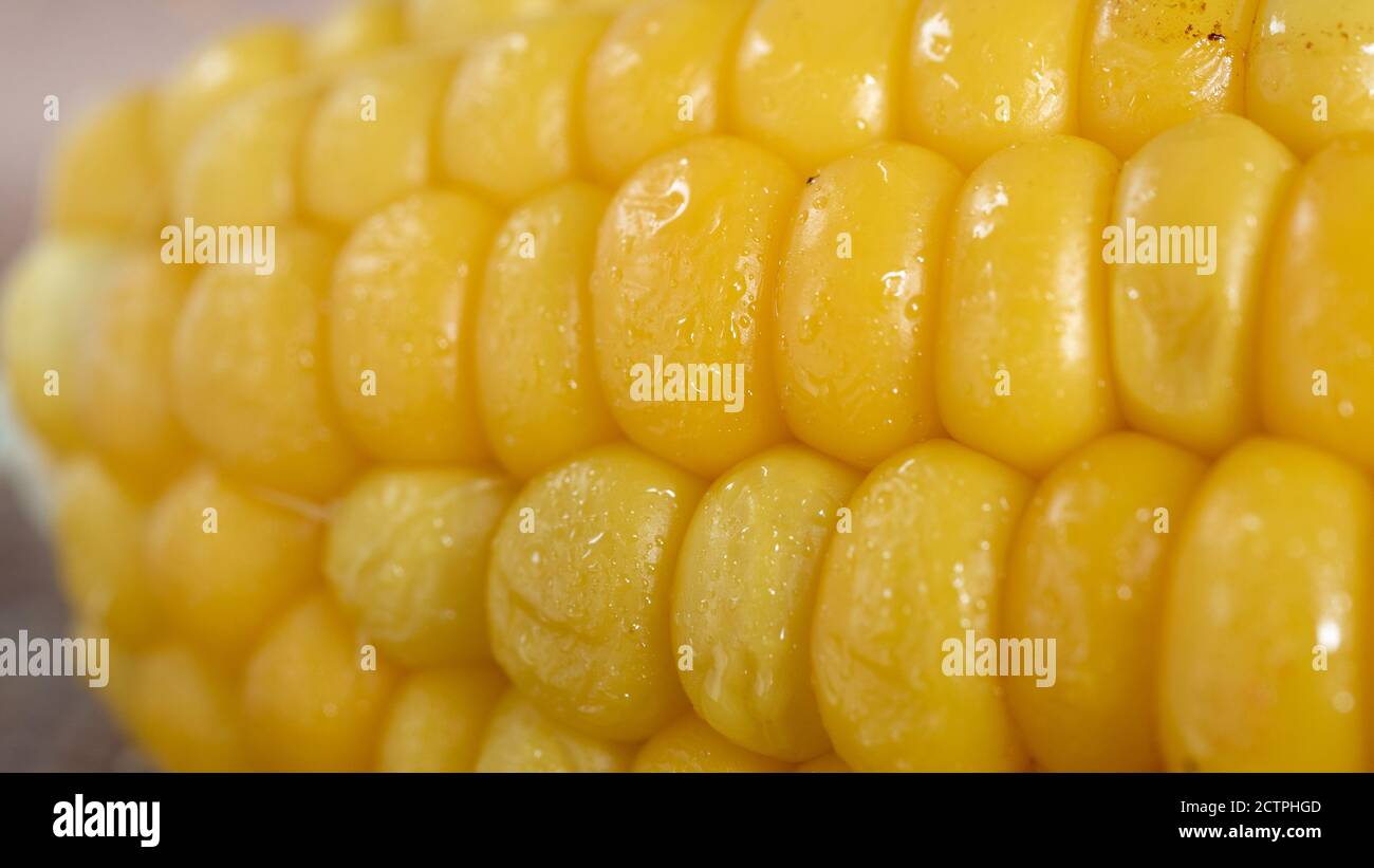 Delicious corn on the cob captured in an extreme close up. The brightly ...