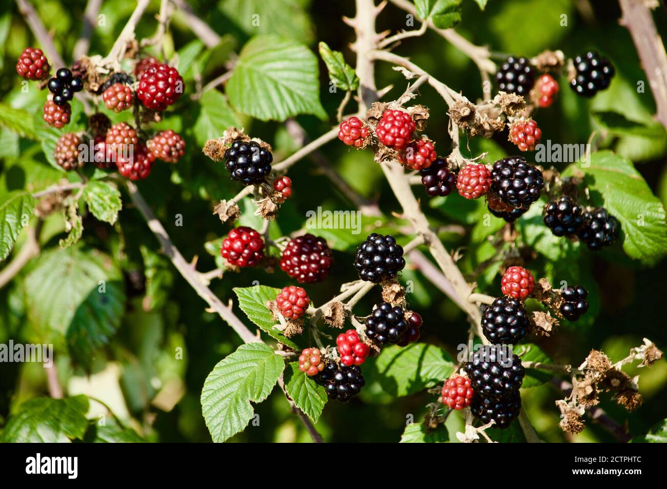 A bunch of blackberries in the Surrey countryside in the UK Stock Photo ...