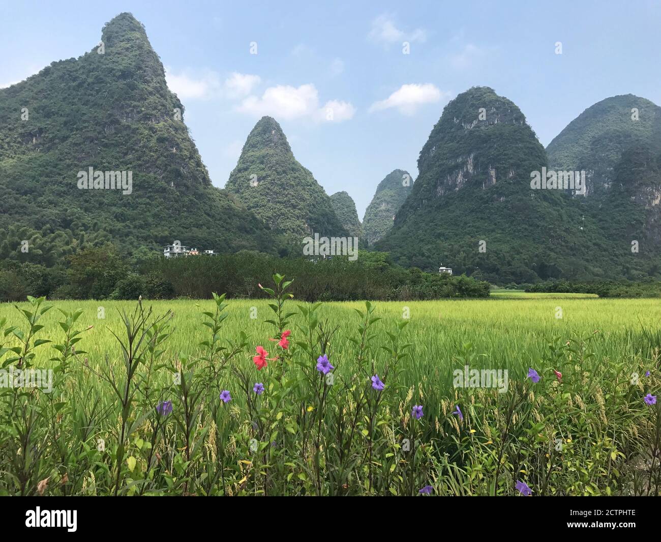 Panoramic view of the rice fields in Yangshuo near Guilin, China ...