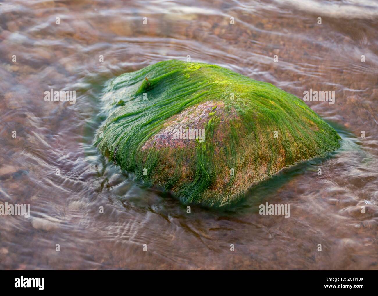rocky sea shore, rocks overgrown with green sea grass, water ...