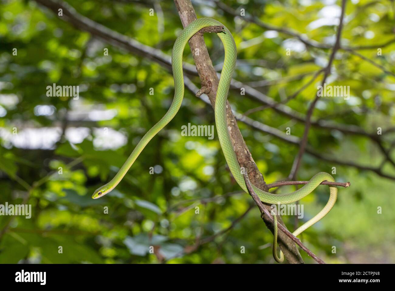 Rough green snake climbing in a tree - Opheodrys aestivus Stock Photo ...