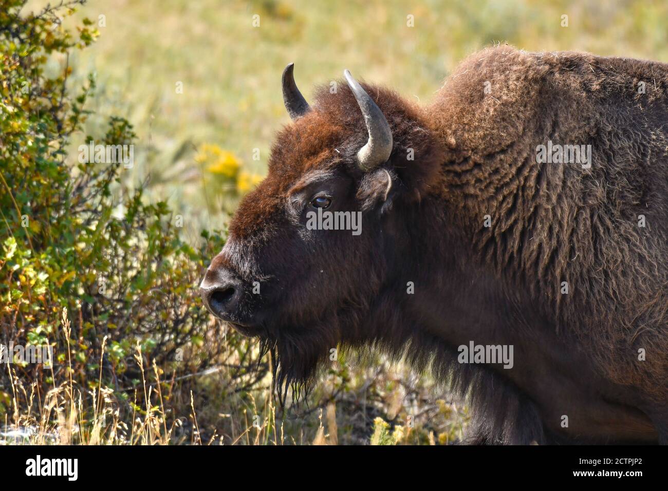 Buffalo profile hi-res stock photography and images - Alamy