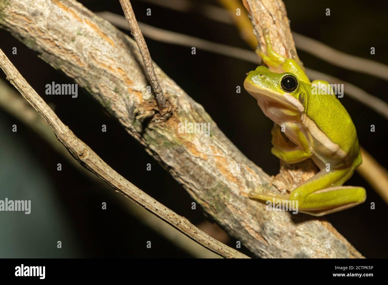 American green tree frog - Hyla cinerea Stock Photo - Alamy