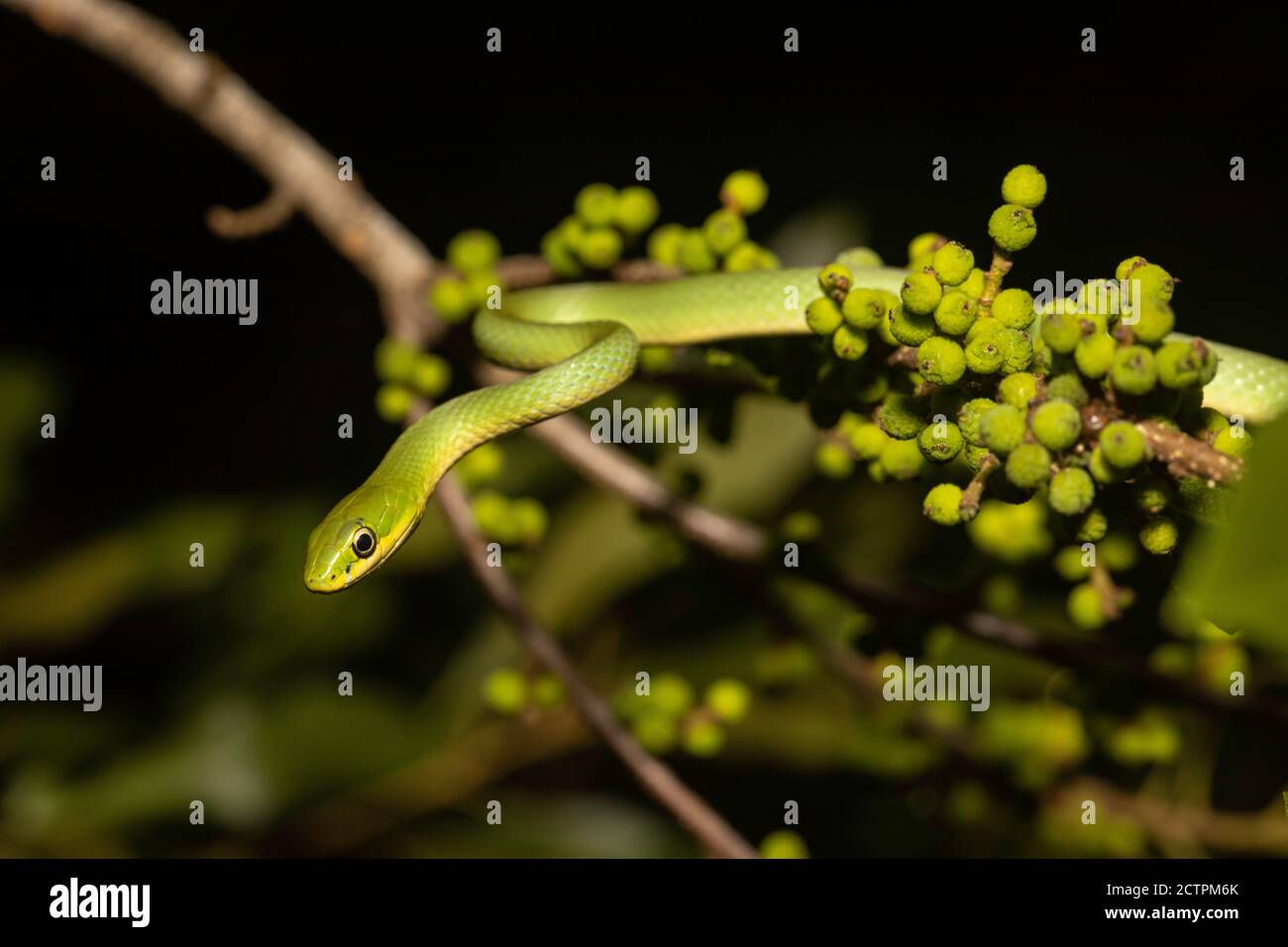 Rough green snake climbing in a tree - Opheodrys aestivus Stock Photo ...