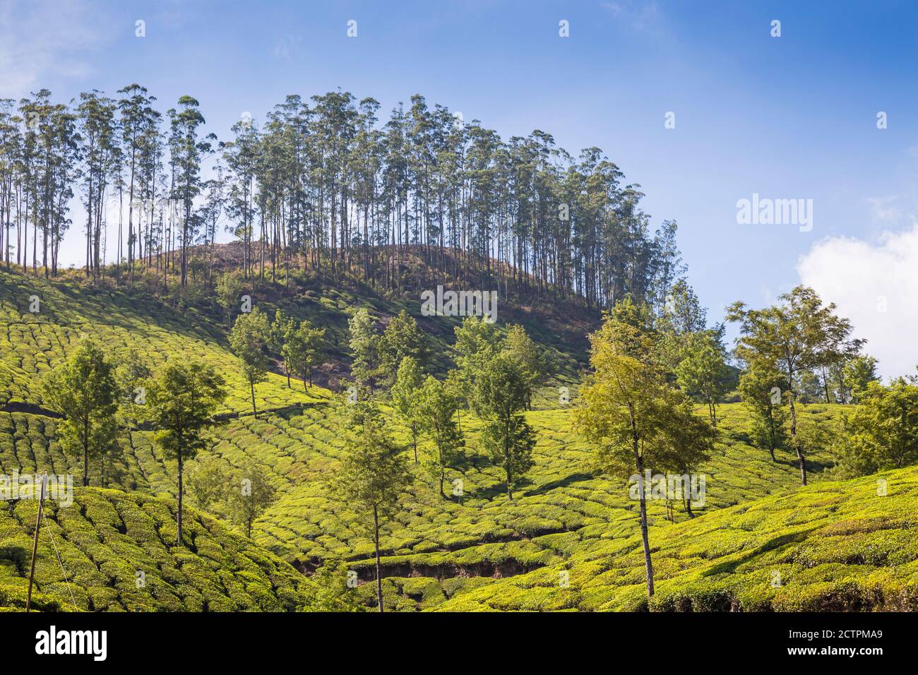 India, Kerala, Munnar, Tea Estate Stock Photo - Alamy