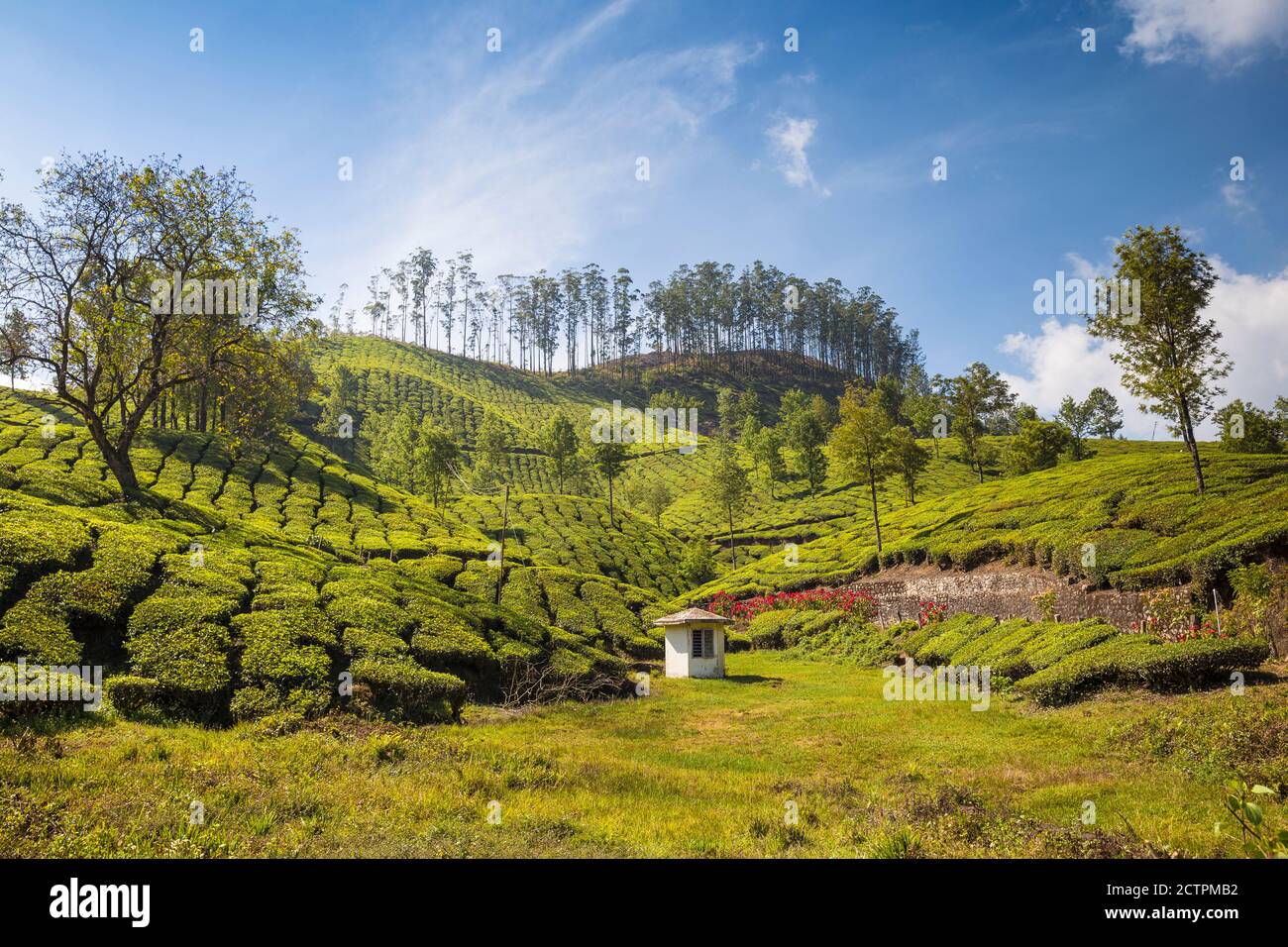 India, Kerala, Munnar, Tea Estate Stock Photo - Alamy