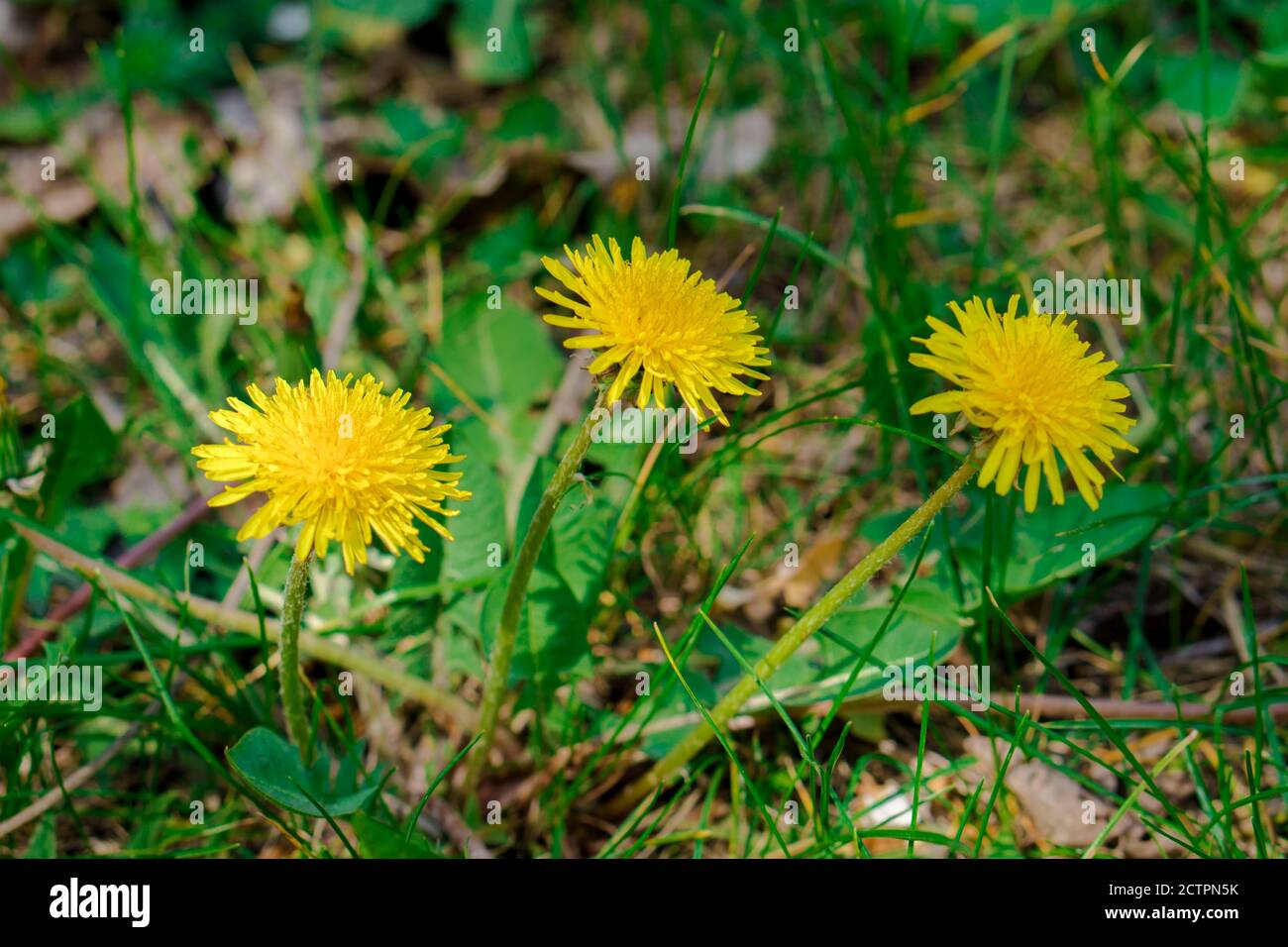 Blooming yellow dandelion in the spring, is among the uneven plants ...