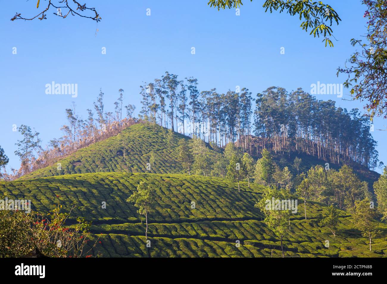 India, Kerala, Munnar, Tea Estate Stock Photo - Alamy