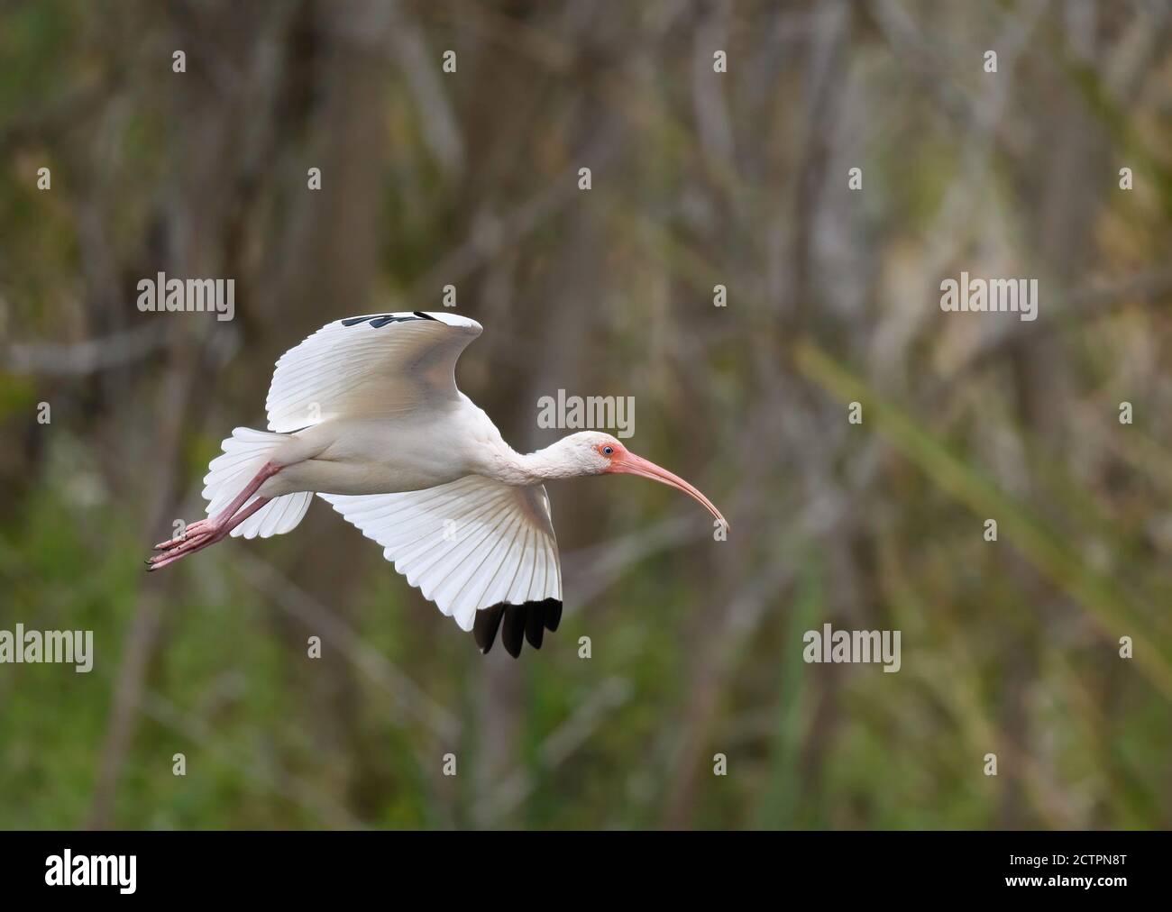White Ibis flying through wetlands in Texas, USA Stock Photo - Alamy