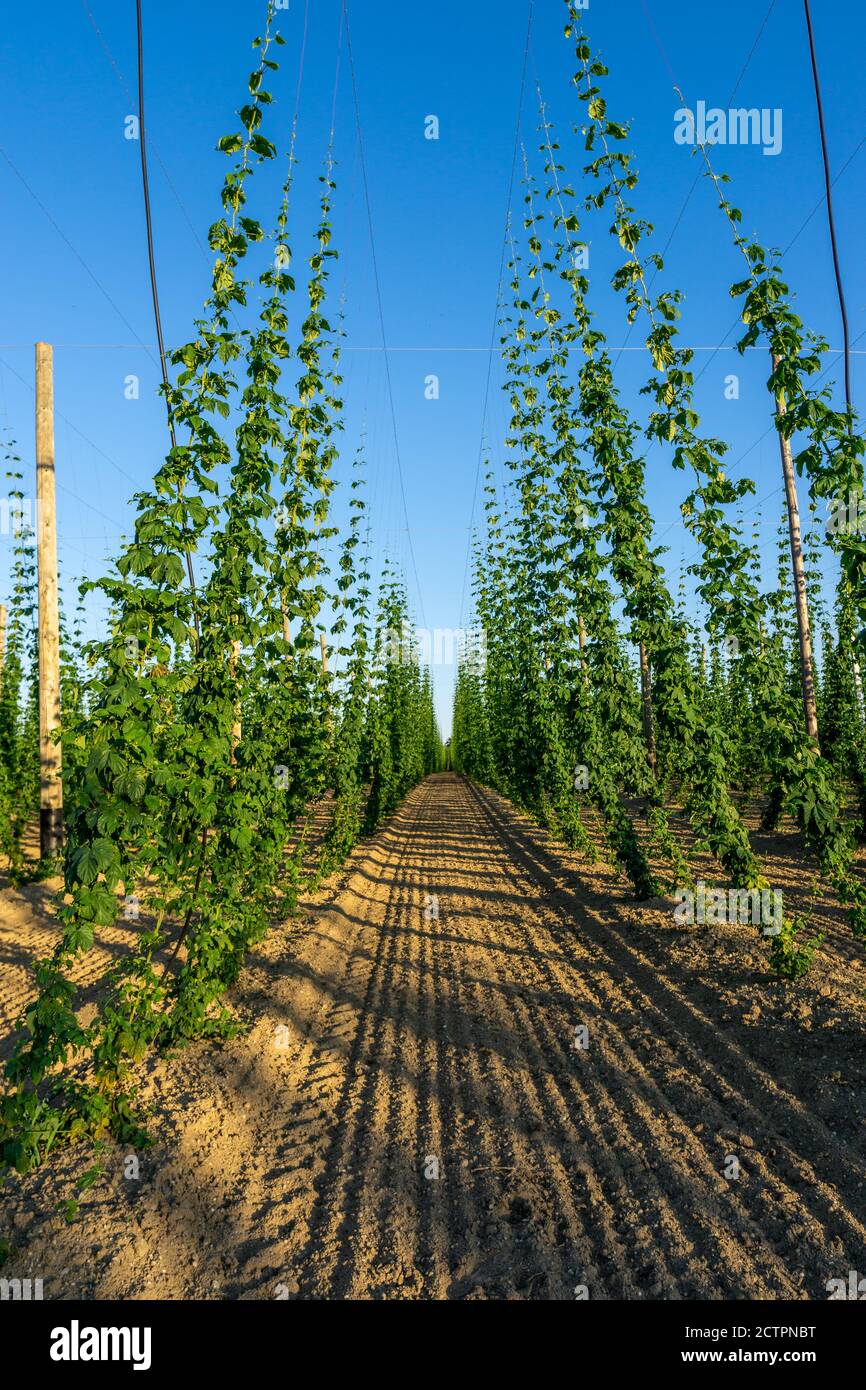 Green hops field. Fully grown hop bines. Hops field in Bavaria Germany ...