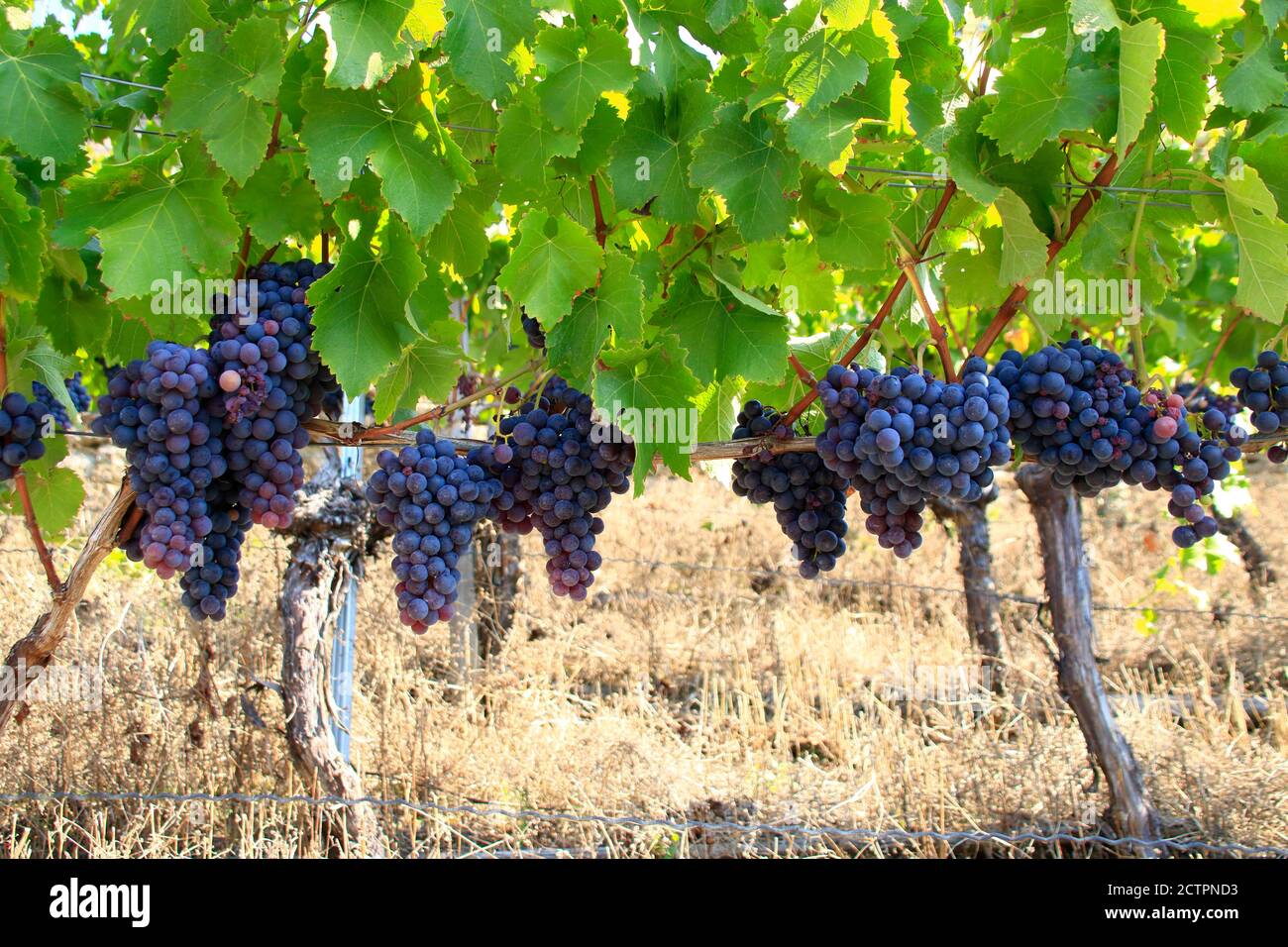 Red grapevine hi-res stock photography and images - Alamy