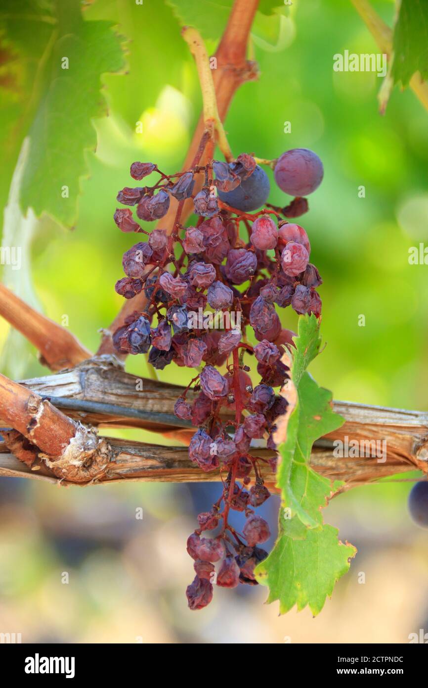 Dried out red grapes on a vine in autumn Stock Photo - Alamy
