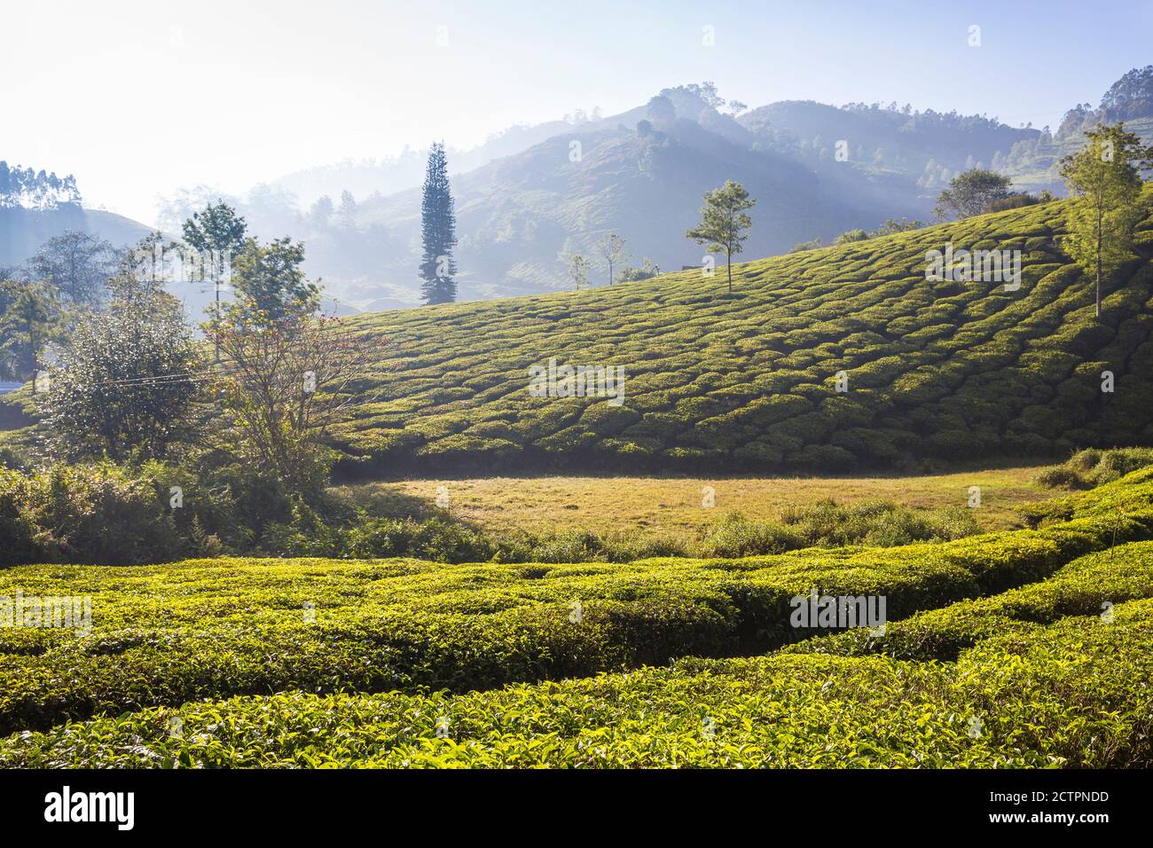 India, Kerala, Munnar, Tea Estate Stock Photo - Alamy