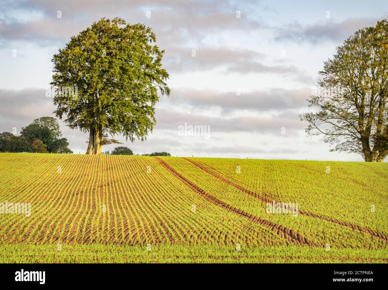 Winter Barley, showing in September, Scottish Borders, Scotland Stock ...